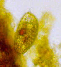 Ciliatside